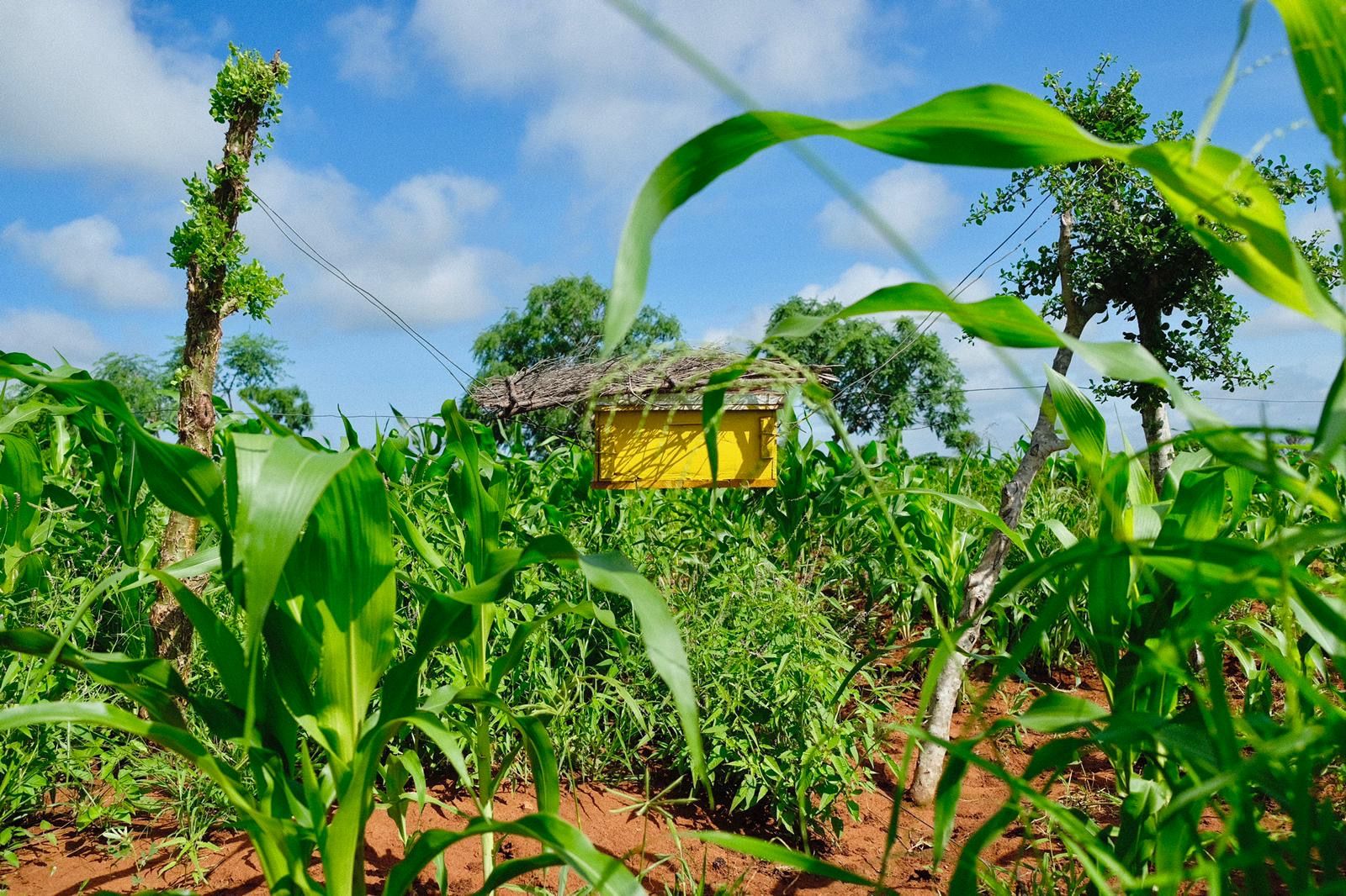 Gallery – Human-Elephant Coexistence Toolbox