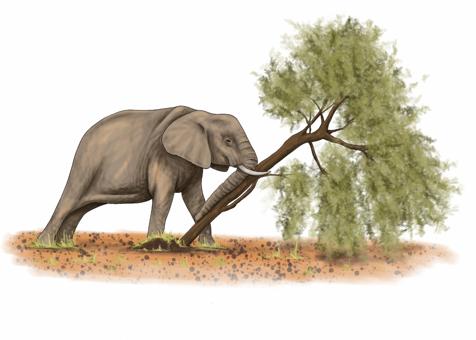 Elephants as ecosystem engineers – Human-Elephant Coexistence Toolbox