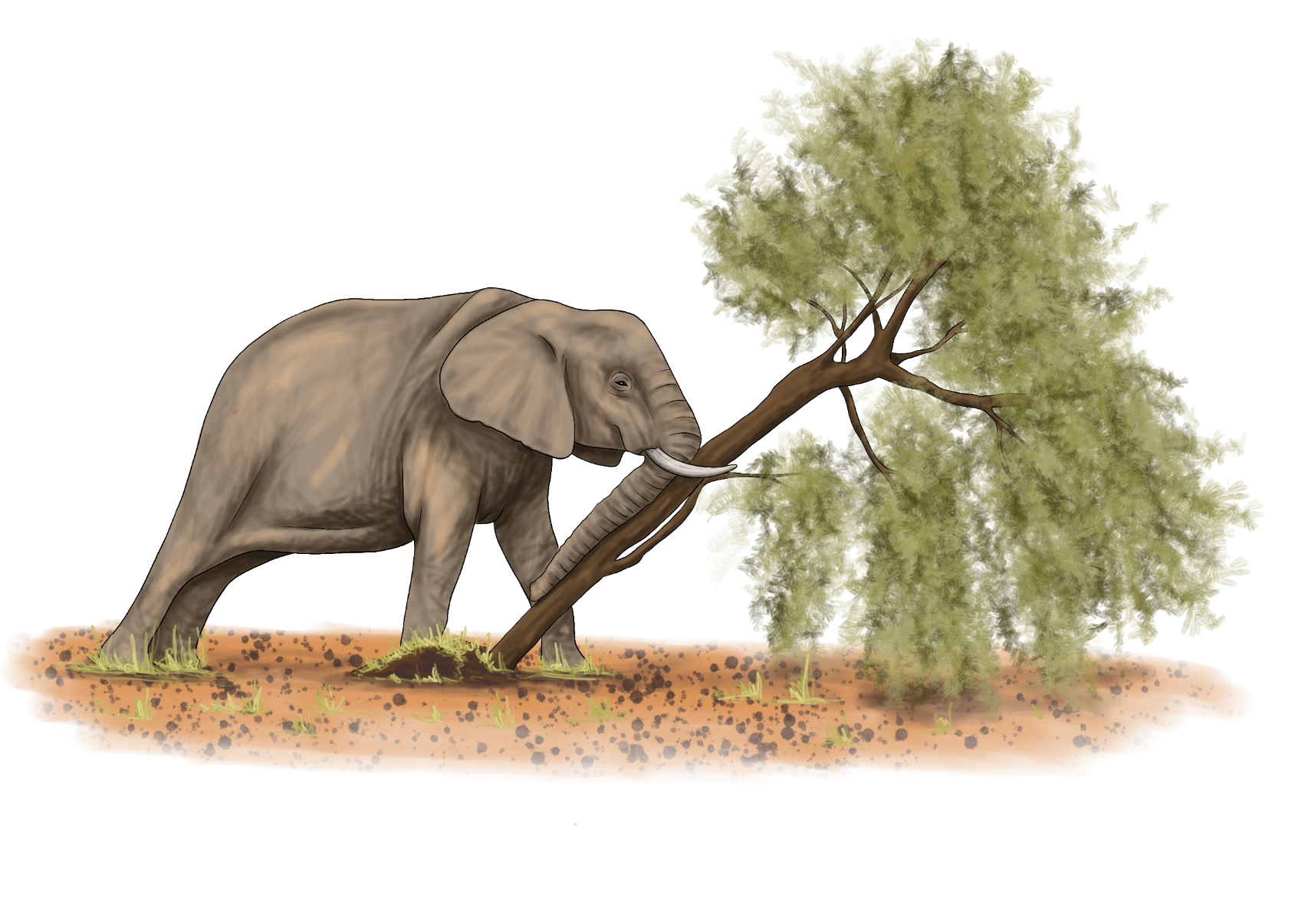 Elephants As Ecosystem Engineers Human Elephant Coexistence Toolbox