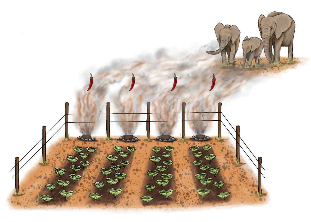 Chilli Deterrents – Human-Elephant Coexistence Toolbox